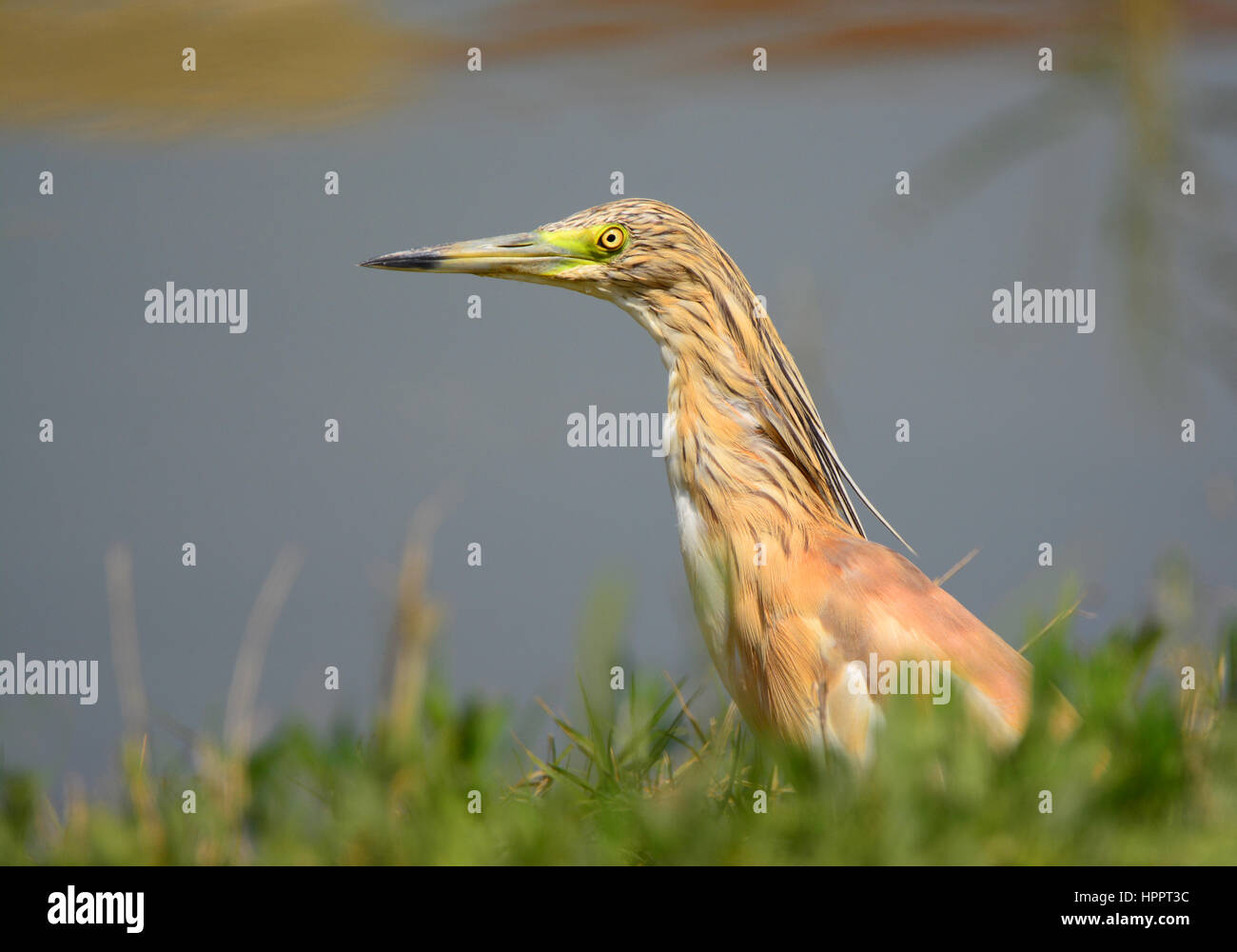 Squacco heron, Ardeola ralloides , Portrait Stock Photo - Alamy