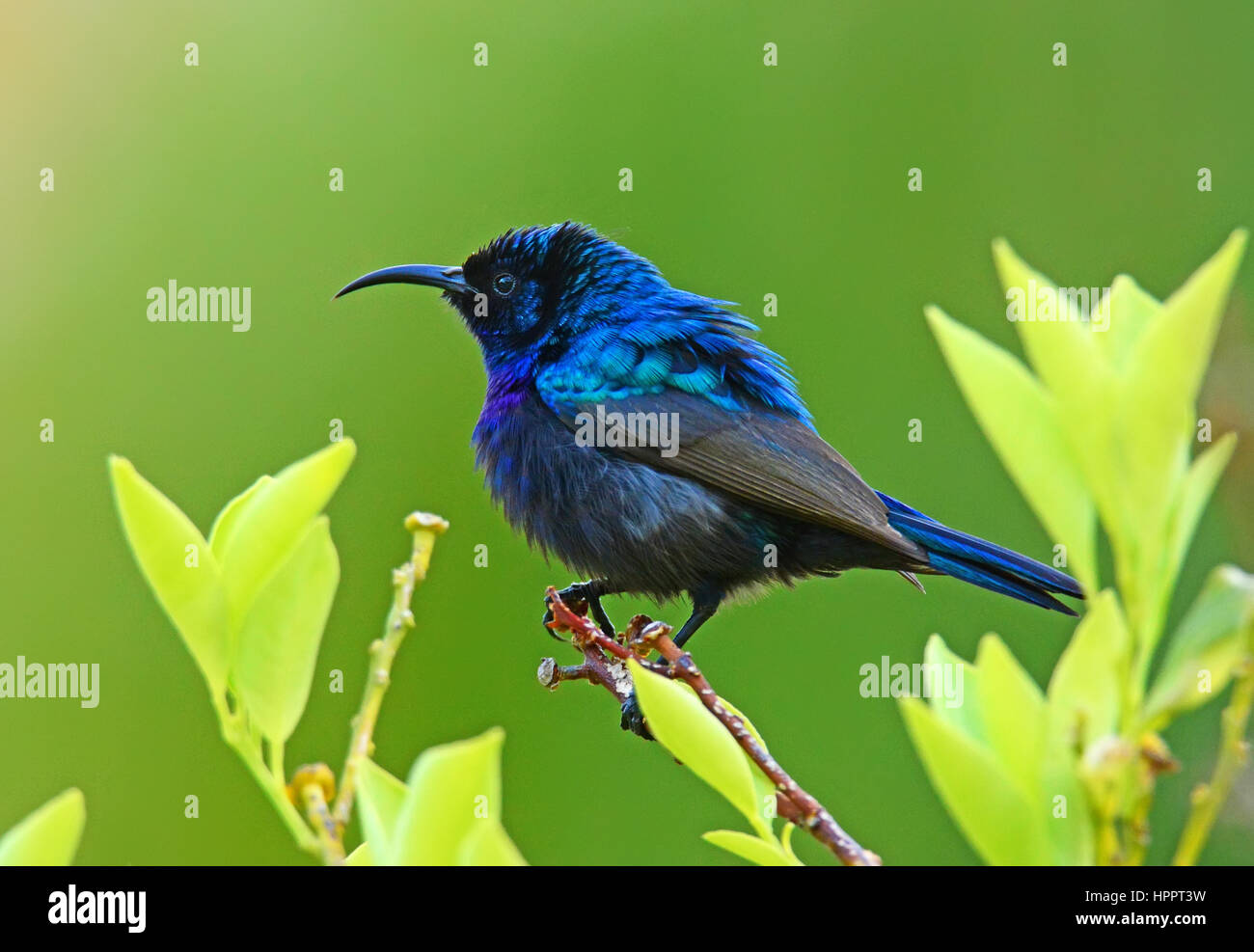 Osea View High Resolution Stock Photography and Images - Alamy