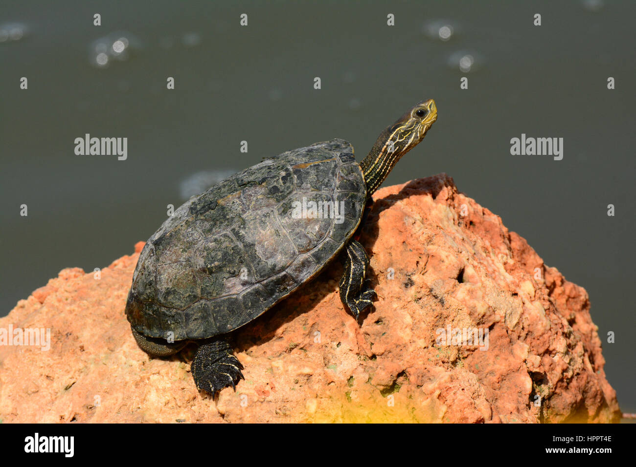 Turtle Rock High Resolution Stock Photography and Images - Alamy
