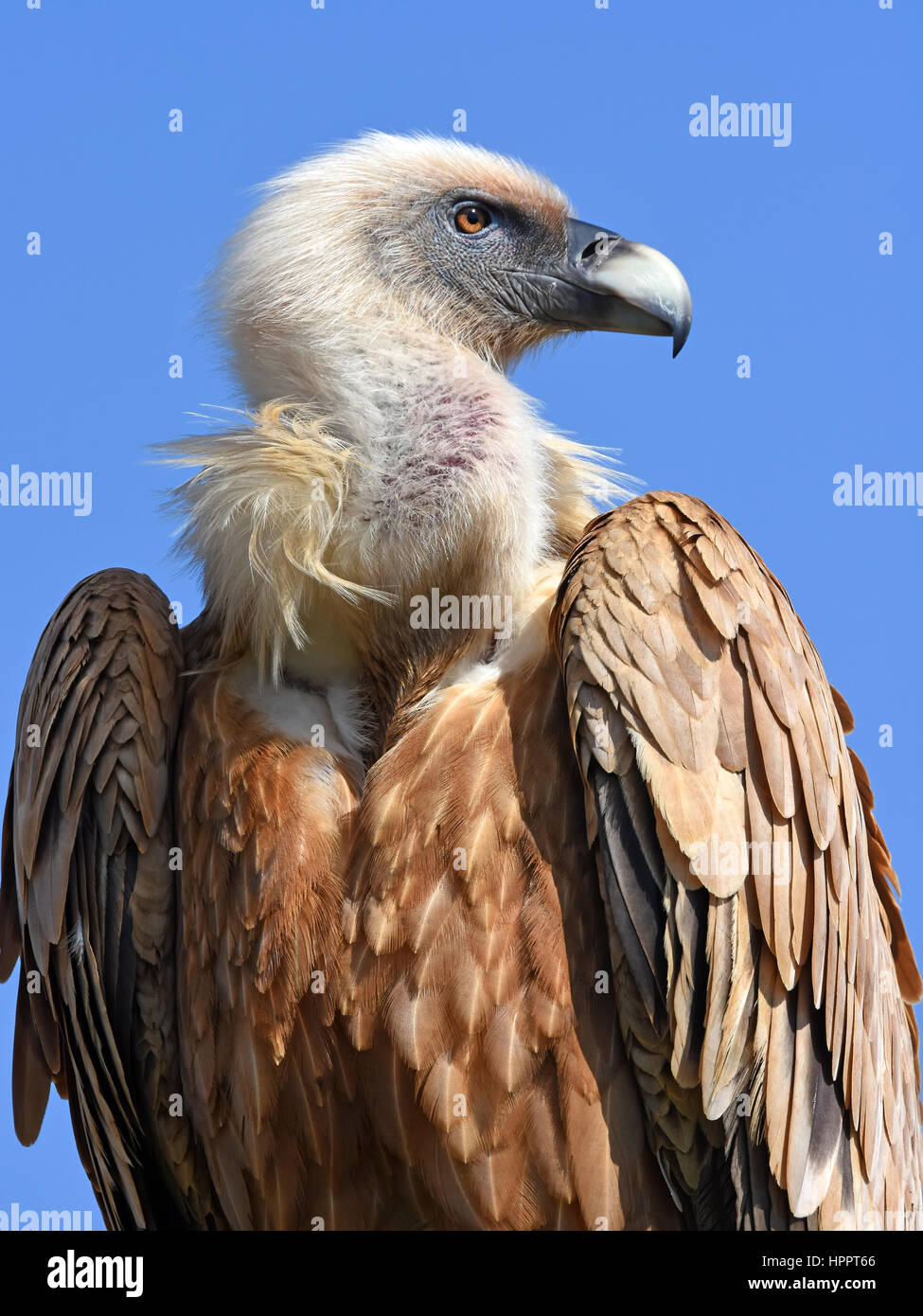 Raptor griffon hi-res stock photography and images - Alamy