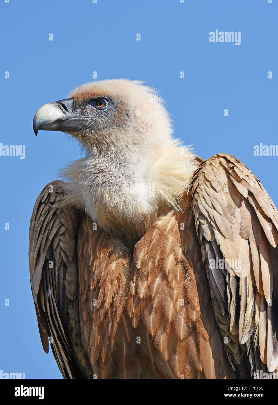 Griffon vulture, portrait Stock Photo - Alamy