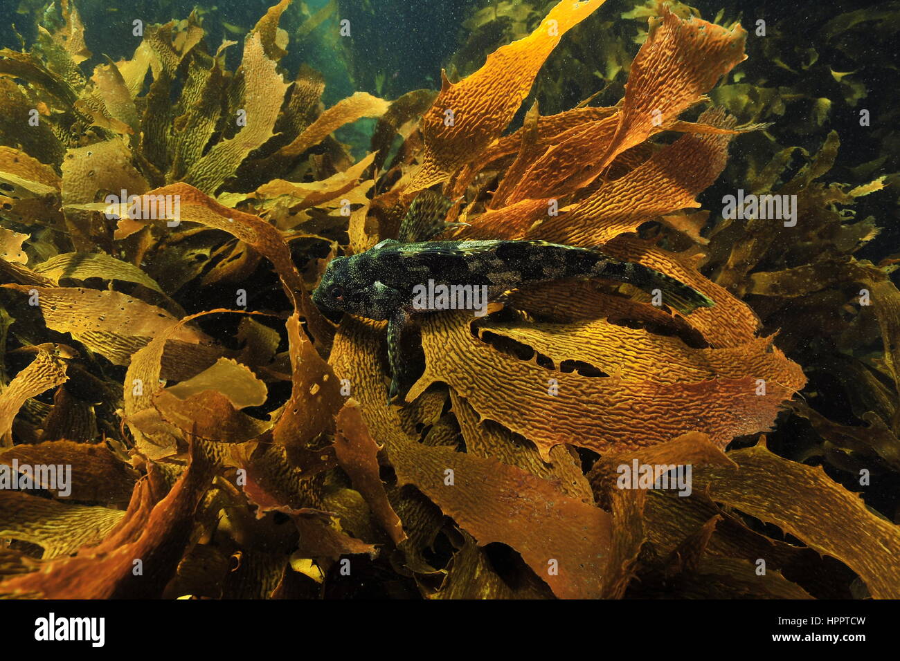 Cell camouflaged large kelpfish Chironemus marmoratus resting on brown ...