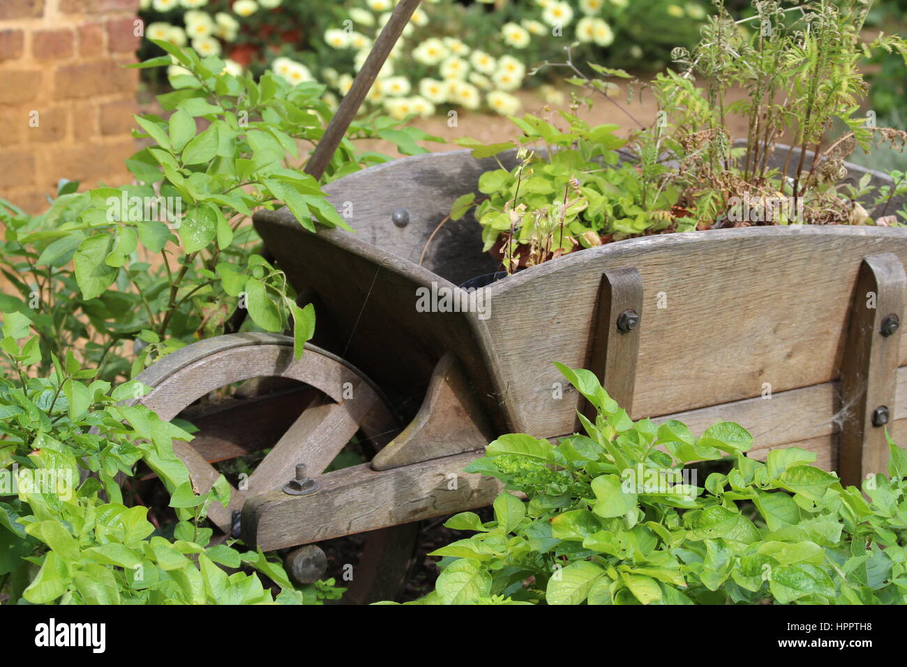 Wheelbarrow vegetable garden gardening hi-res stock photography and ...