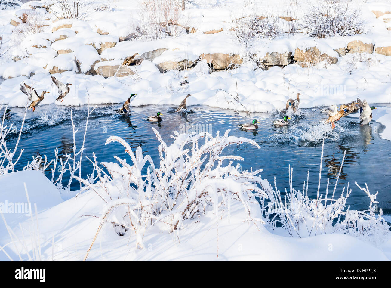 Pearce alberta hi-res stock photography and images - Alamy