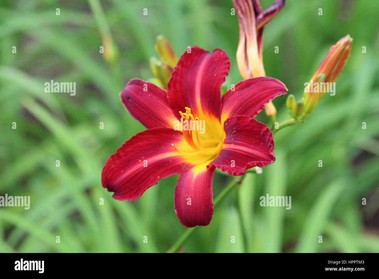 Deep red tropical plant hi-res stock photography and images - Alamy