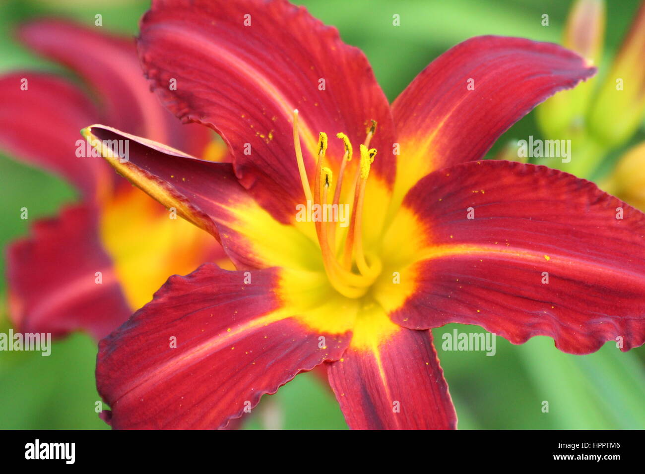 Closeup of deep red and yellow lily flower Stock Photo - Alamy