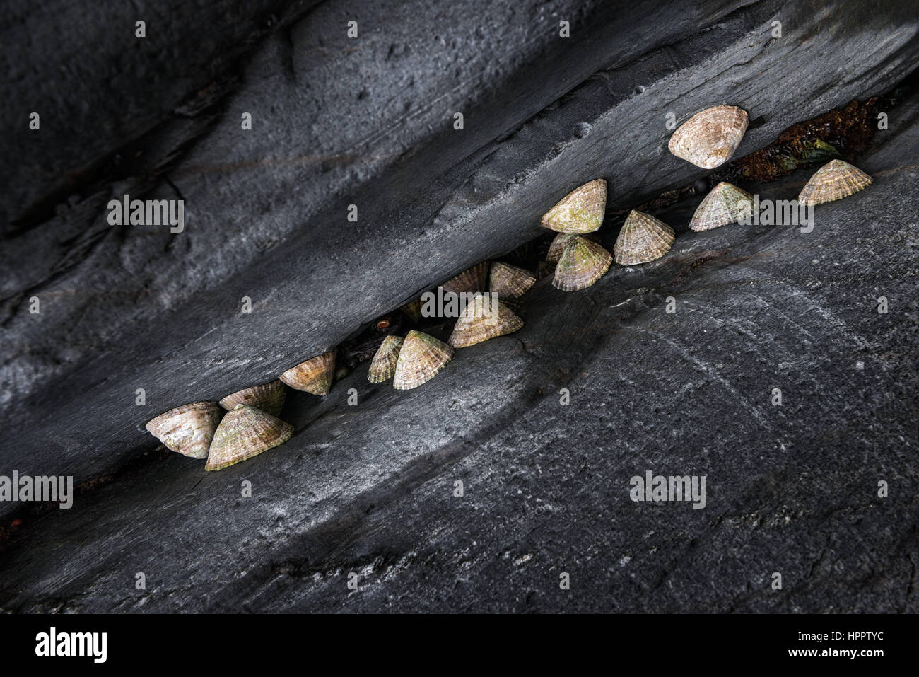 Limpets clinging to rocks, Fishguard, Wales Stock Photo - Alamy