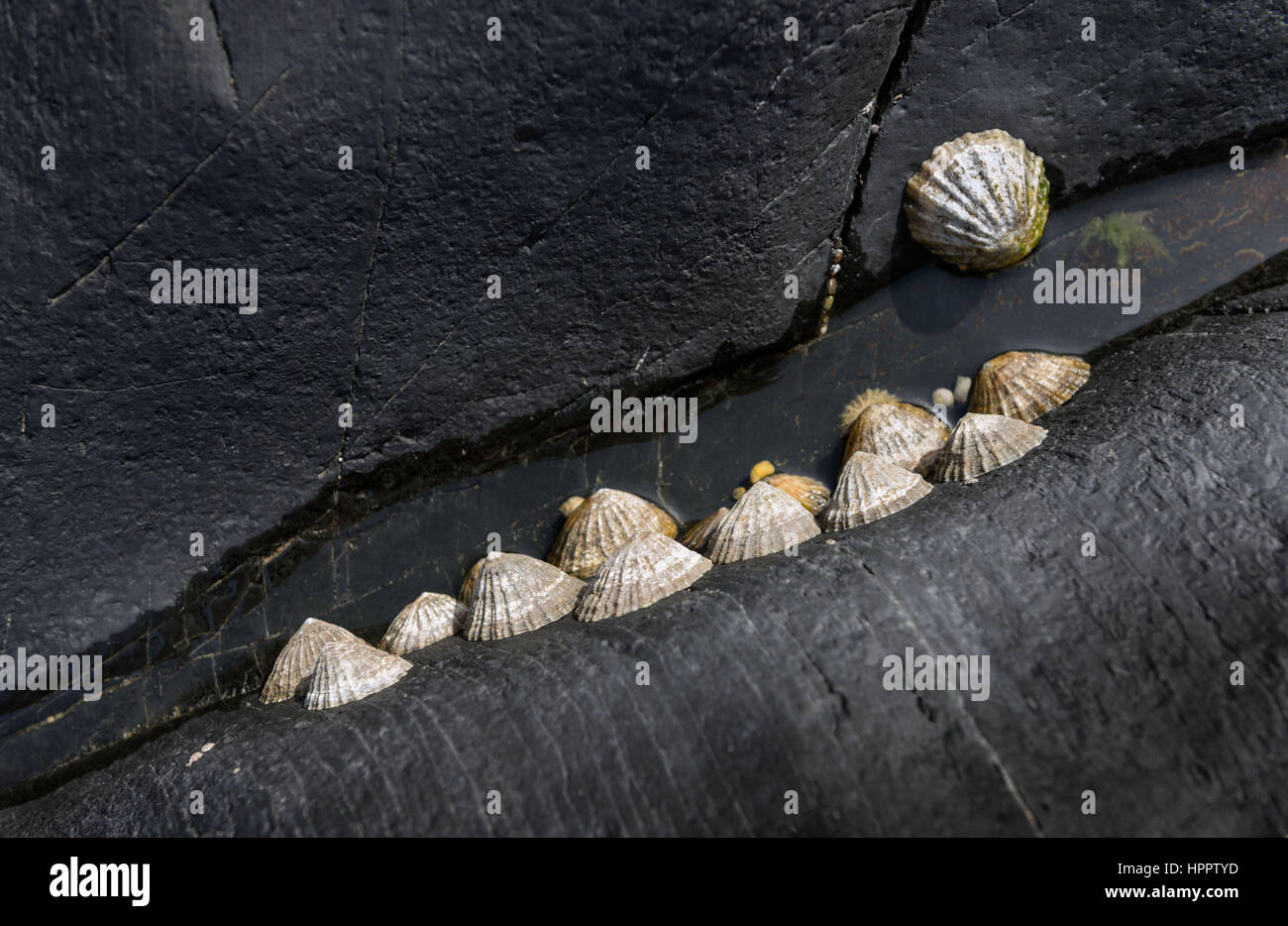 Limpets clinging to rocks, Fishguard, Wales Stock Photo - Alamy