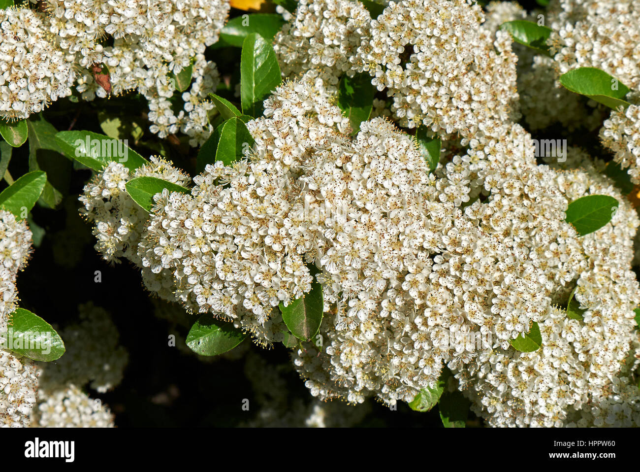 Colorful Inflorescences High Resolution Stock Photography and Images ...