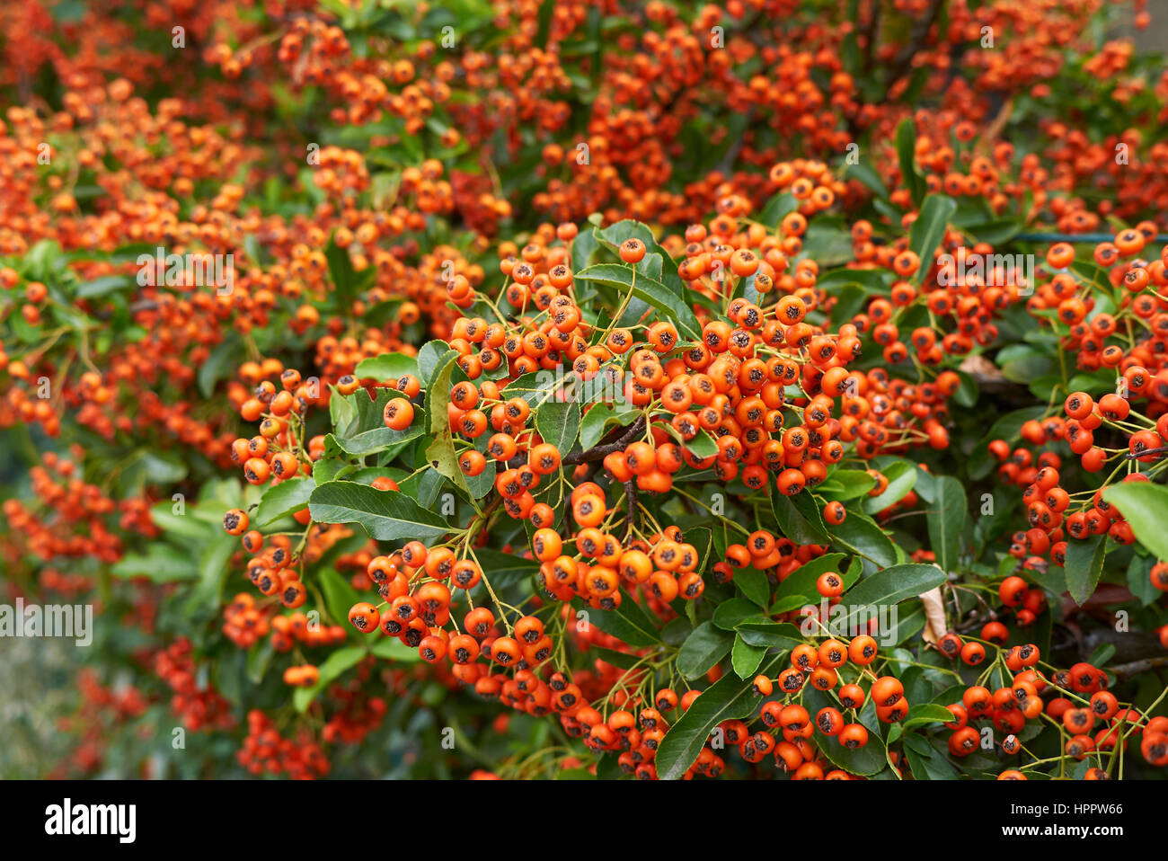 Shrub Pyracantha High Resolution Stock Photography and Images - Alamy