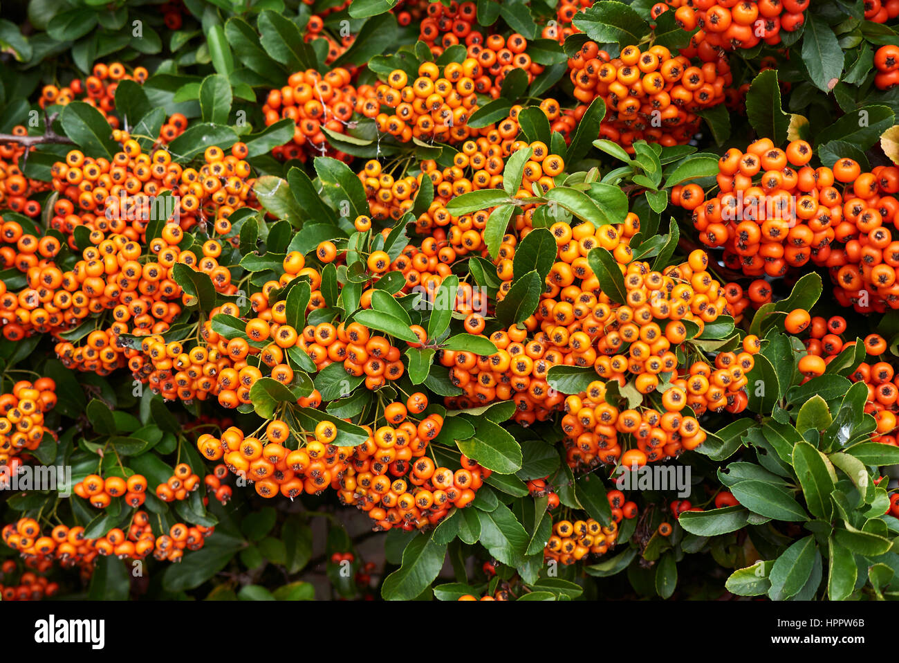 Pyracantha berries hi-res stock photography and images - Alamy