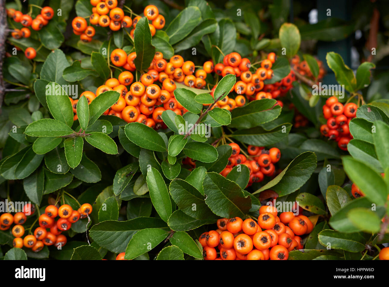 Pyracantha hedge hi-res stock photography and images - Alamy