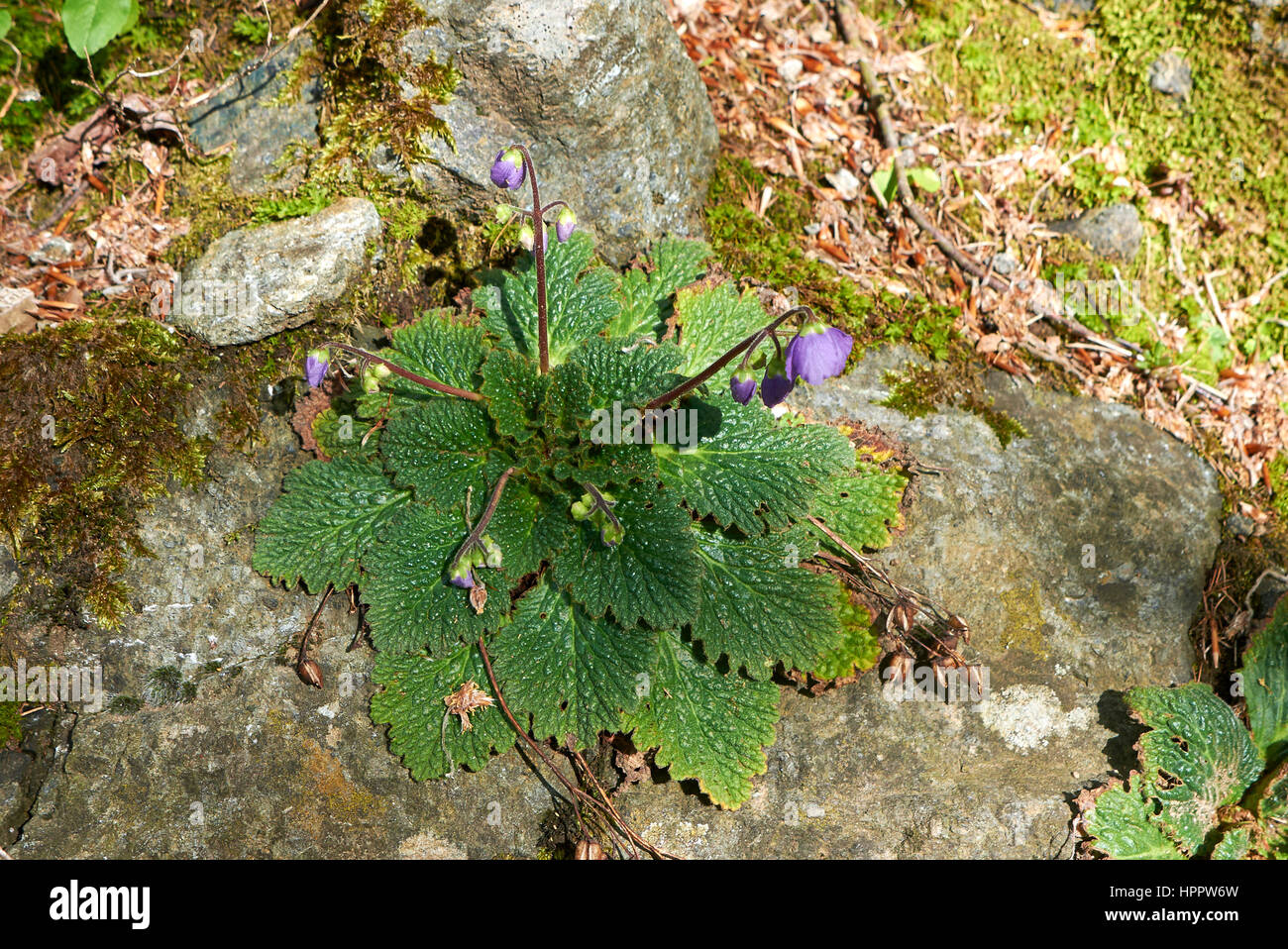 Ramonda myconi hi-res stock photography and images - Alamy