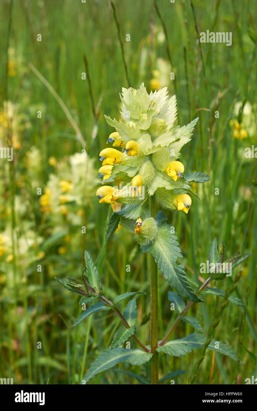 Rhinanthus hi-res stock photography and images - Alamy