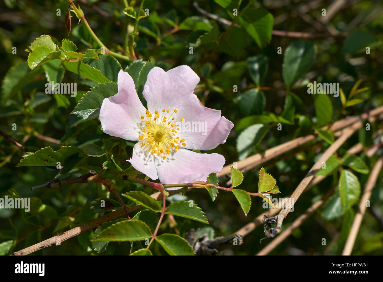 rosa canina flower Stock Photo - Alamy