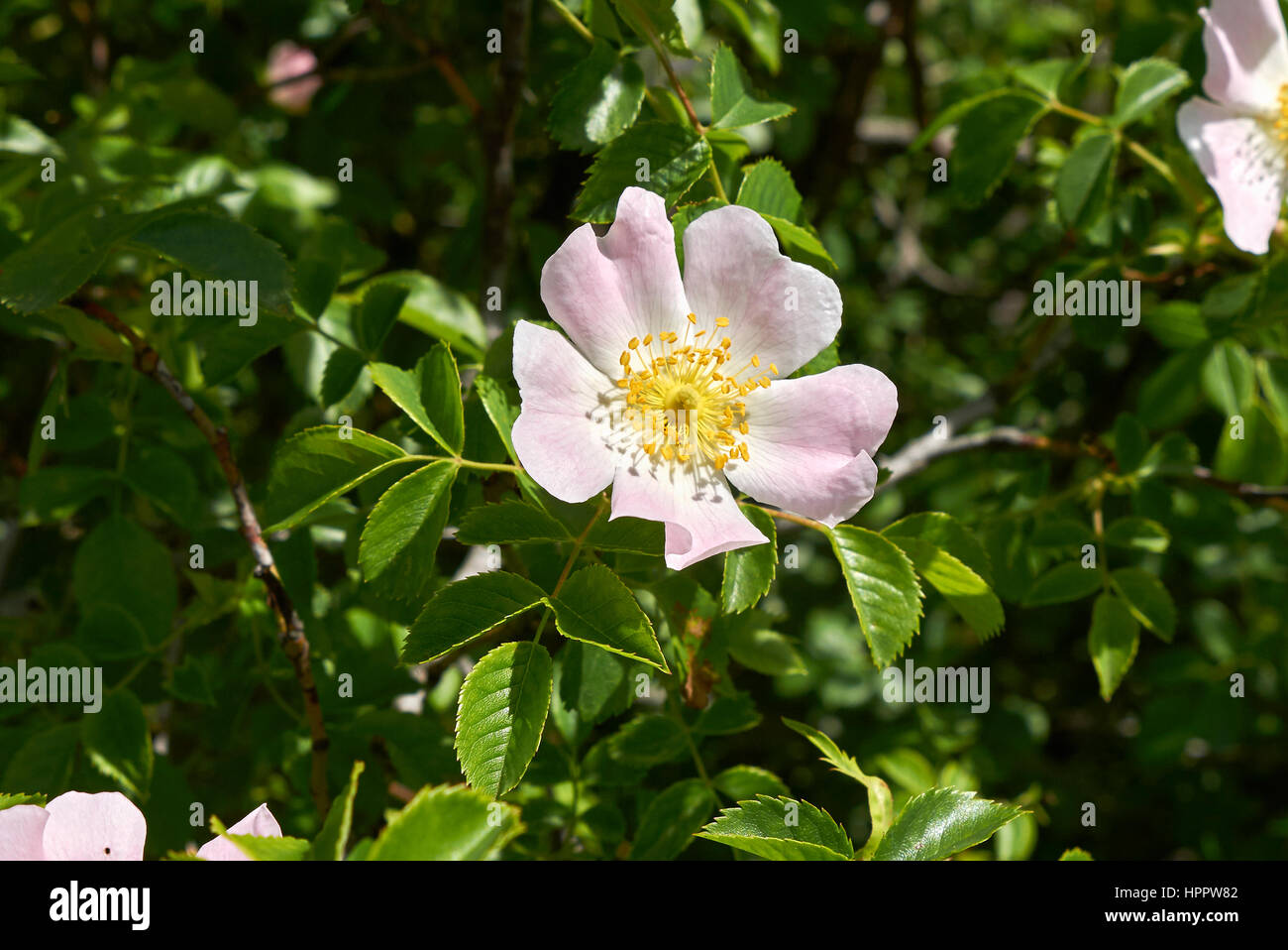 rosa canina flower Stock Photo - Alamy