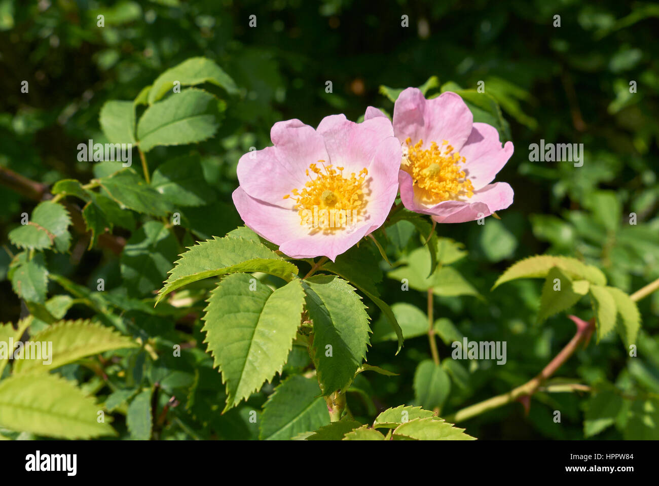 Rosa canina flower hi-res stock photography and images - Alamy