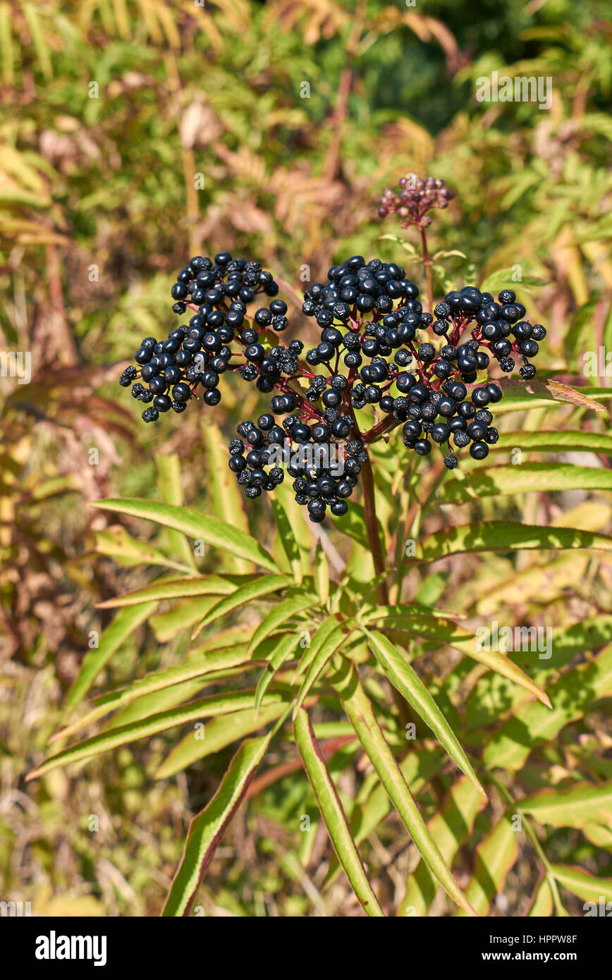 Dwarf elderberry sambucus ebulus hi-res stock photography and images ...