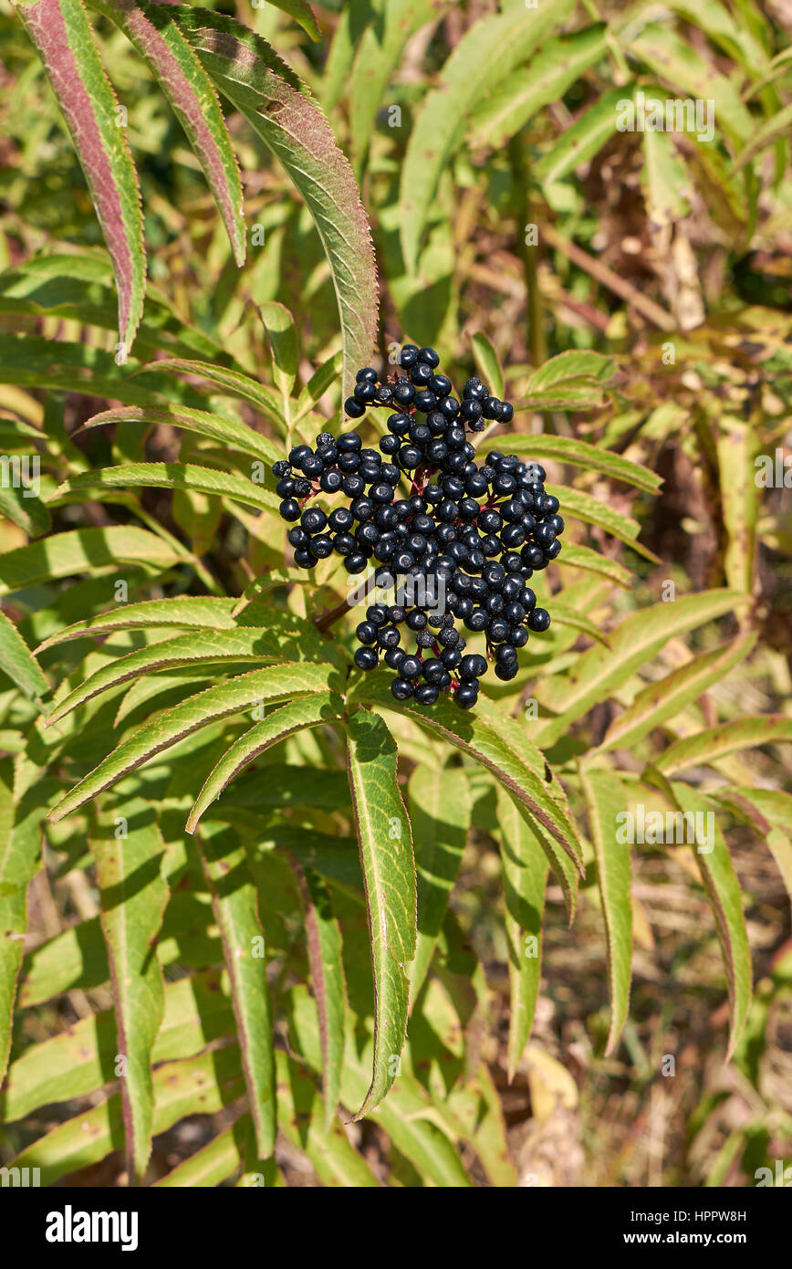 Dwarf elderberry sambucus ebulus hi-res stock photography and images ...