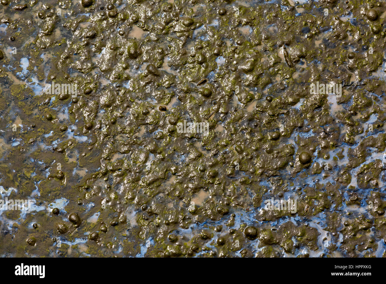 Muddy water with algae Stock Photo - Alamy