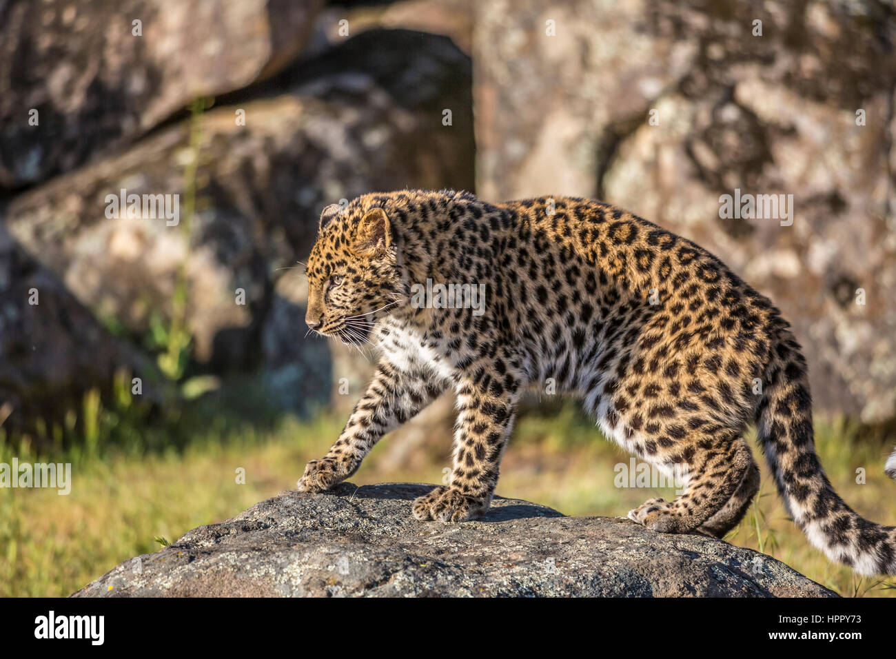 amur leopard on pile of rocks Stock Photo - Alamy