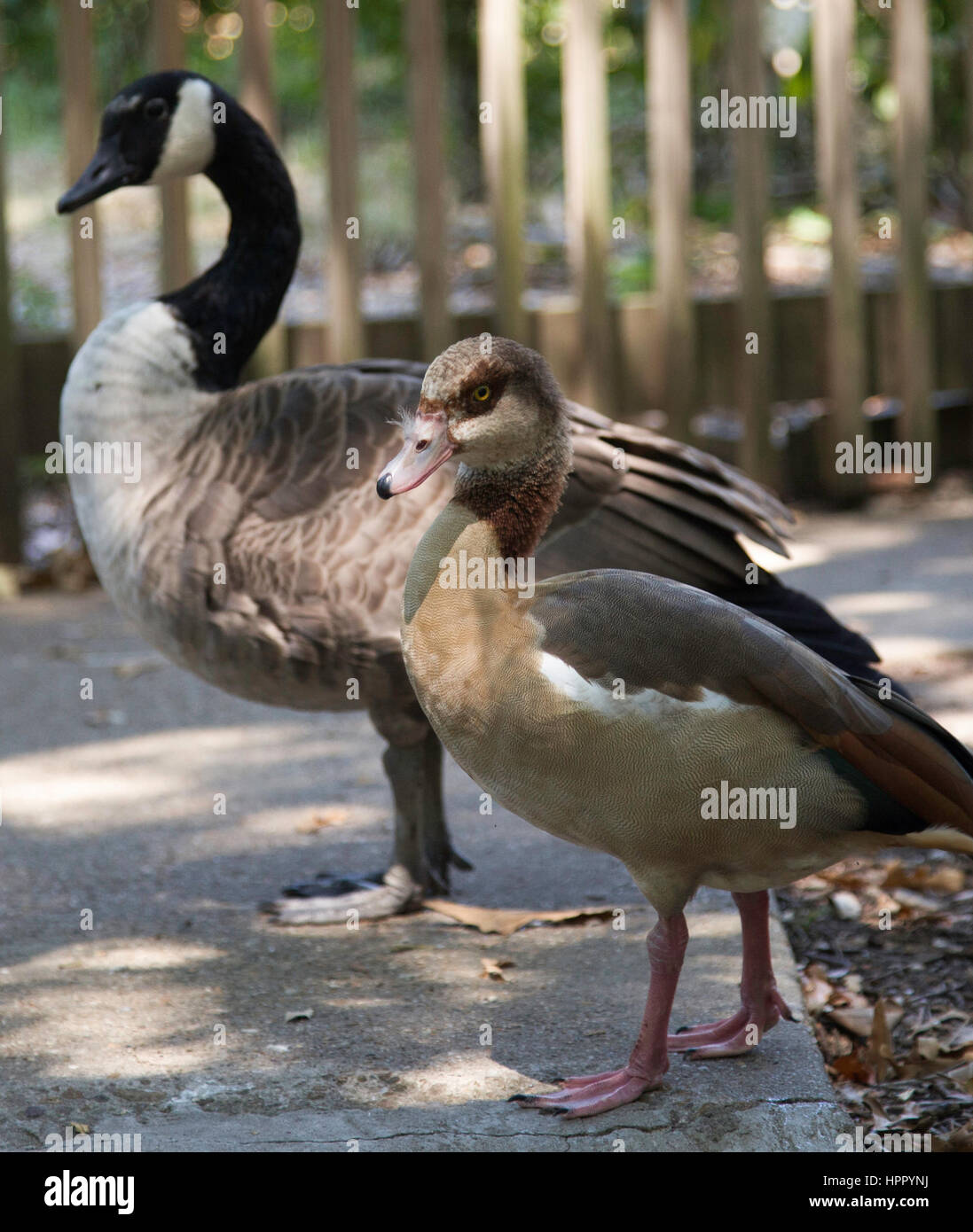 Egyptian canada geese hi-res stock photography and images - Alamy