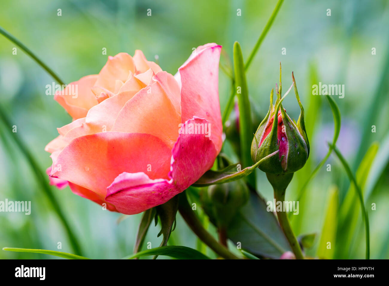 Beautiful nature background macro hi-res stock photography and images ...