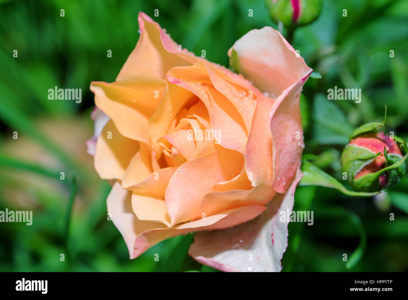 Beautiful pink rose in rain hi-res stock photography and images - Alamy