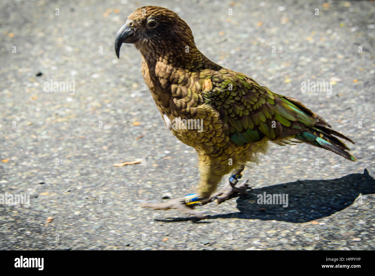 Kea in the wild hi-res stock photography and images - Alamy