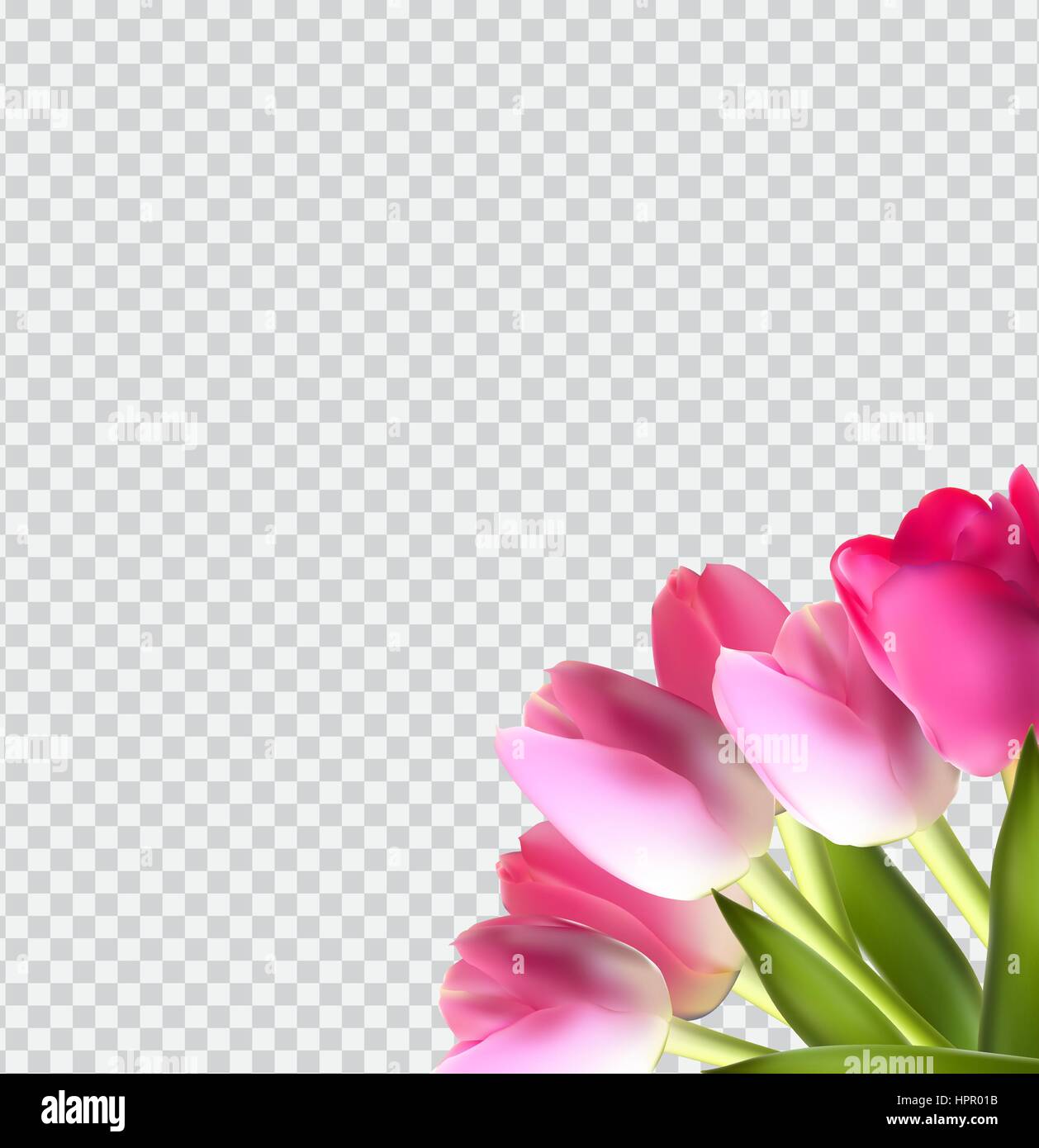 Beautiful Pink Realistic Tulip on Transparent Background Vector Stock ...