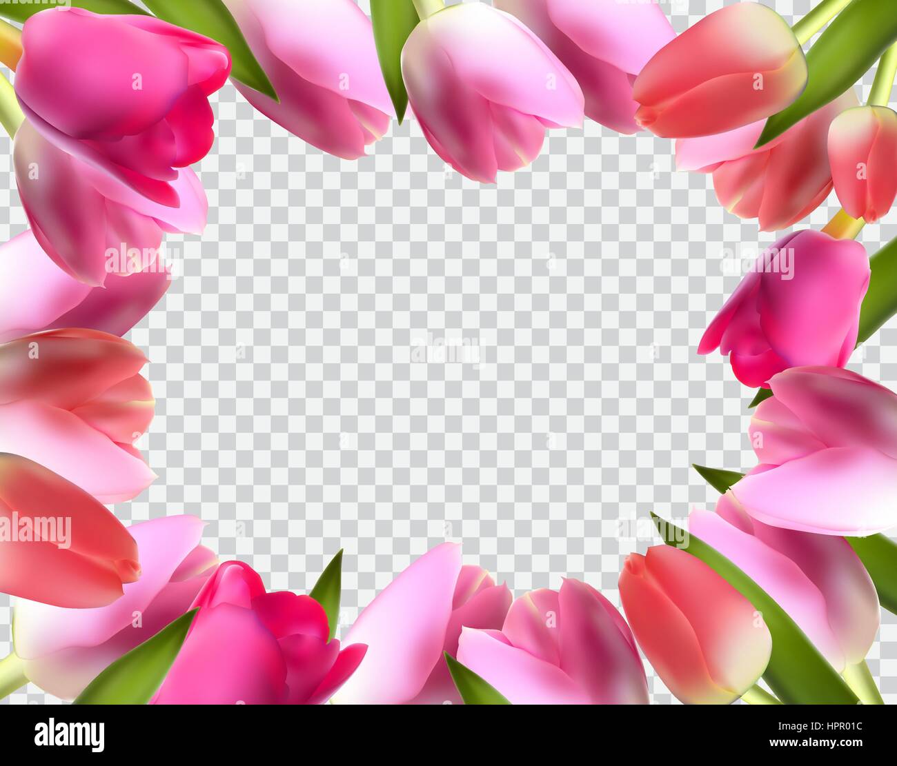 Beautiful Pink Realistic Tulip Frame Vector Illustration Stock Vector ...