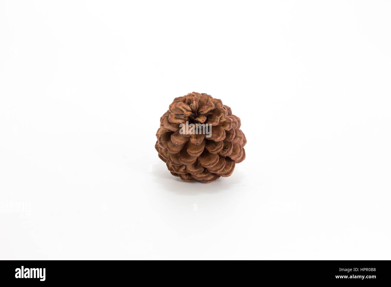 Single pine cone on white background Stock Photo - Alamy