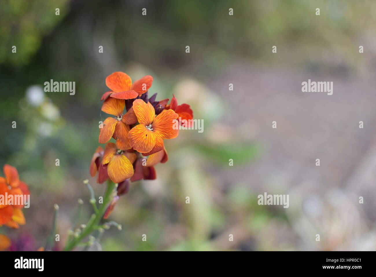 Macro of bright Orange Erysimum / Wallflower Stock Photo - Alamy