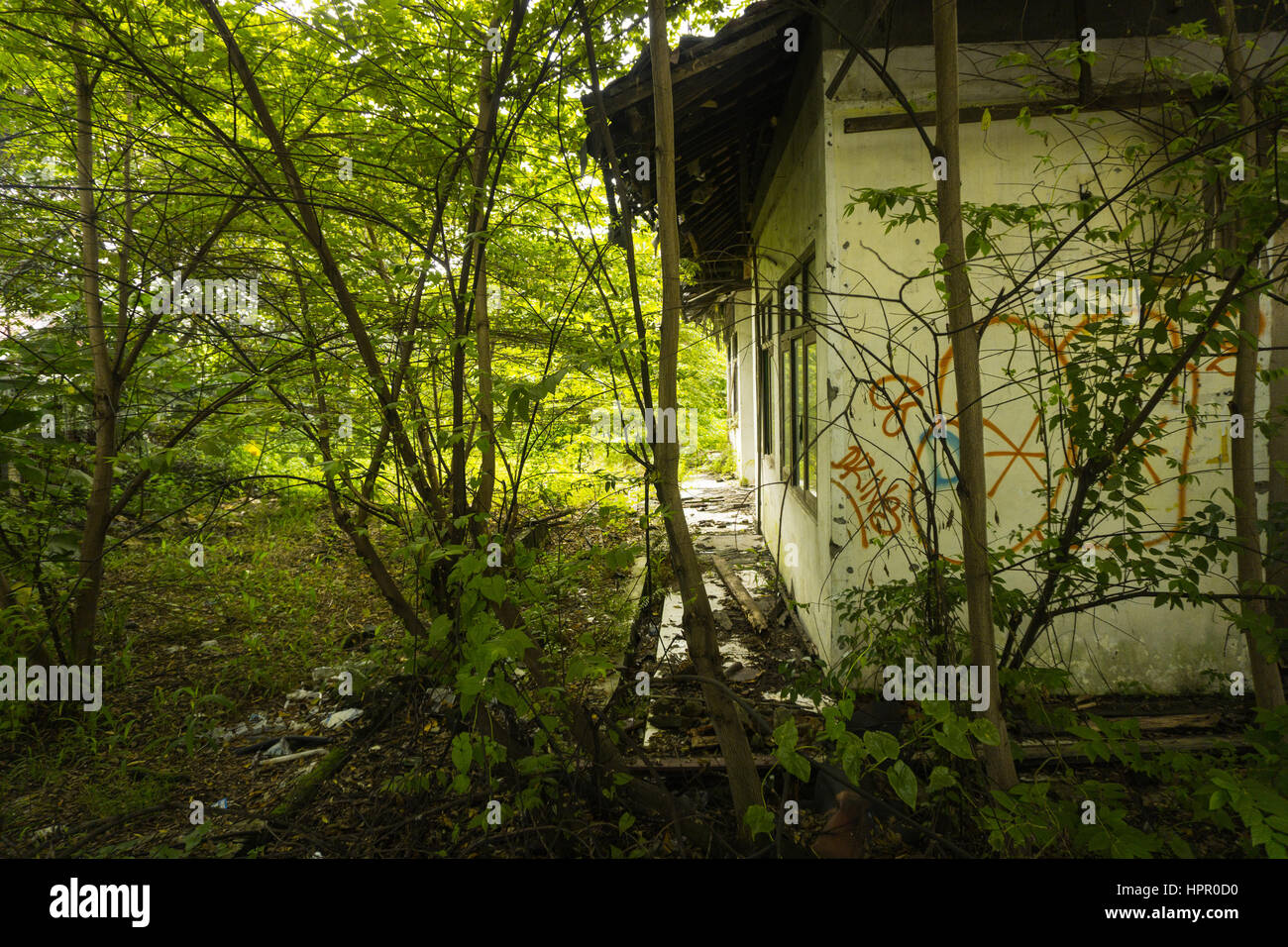 An abandoned building with bushes and trees like a haunted house photo ...