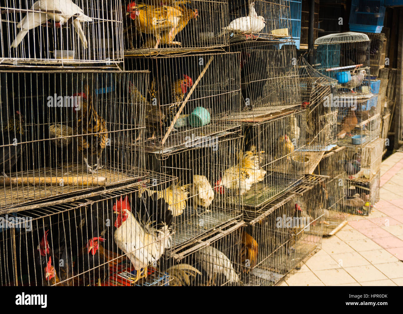 Empty Zoo Animal Cage High Resolution Stock Photography and Images - Alamy