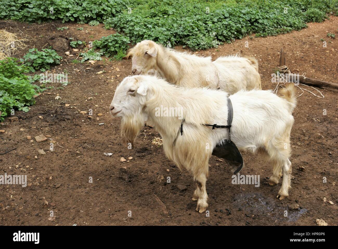 Farm animal in Spain Stock Photo - Alamy