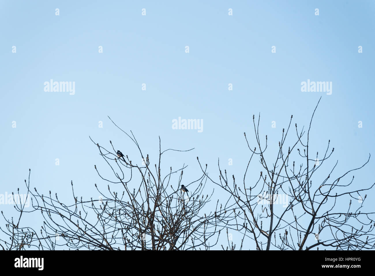Plum blossom wall hi-res stock photography and images - Alamy