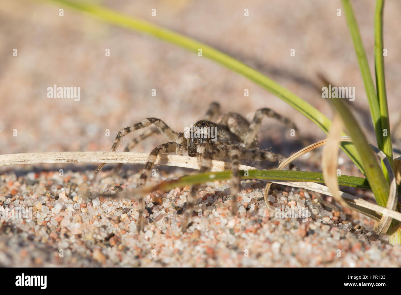 Northern bear spider Stock Photo - Alamy