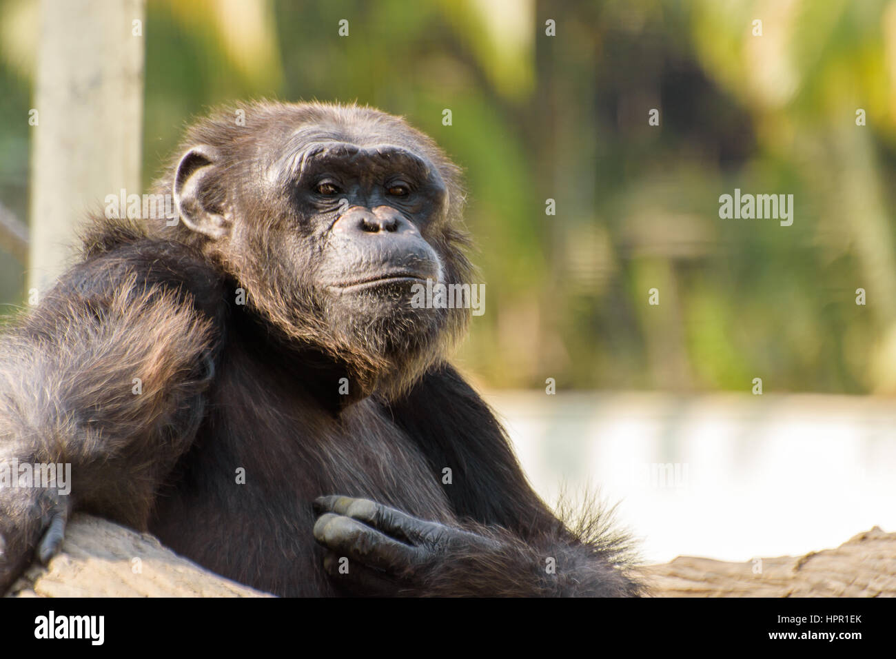 Hairy indian baby hi-res stock photography and images - Alamy
