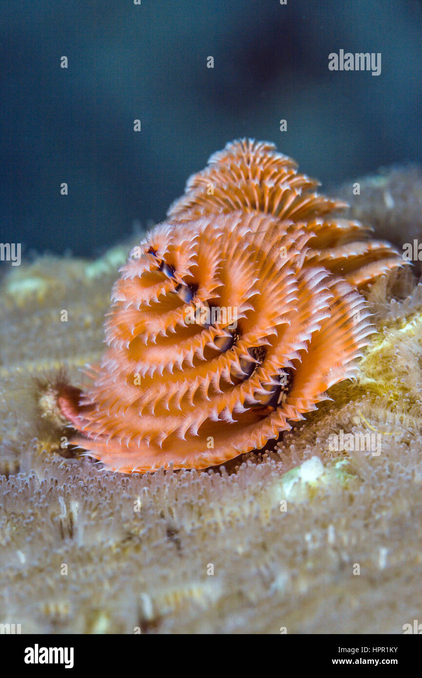 Spirobranchus giganteus, commonly known as Christmas tree worms, are ...