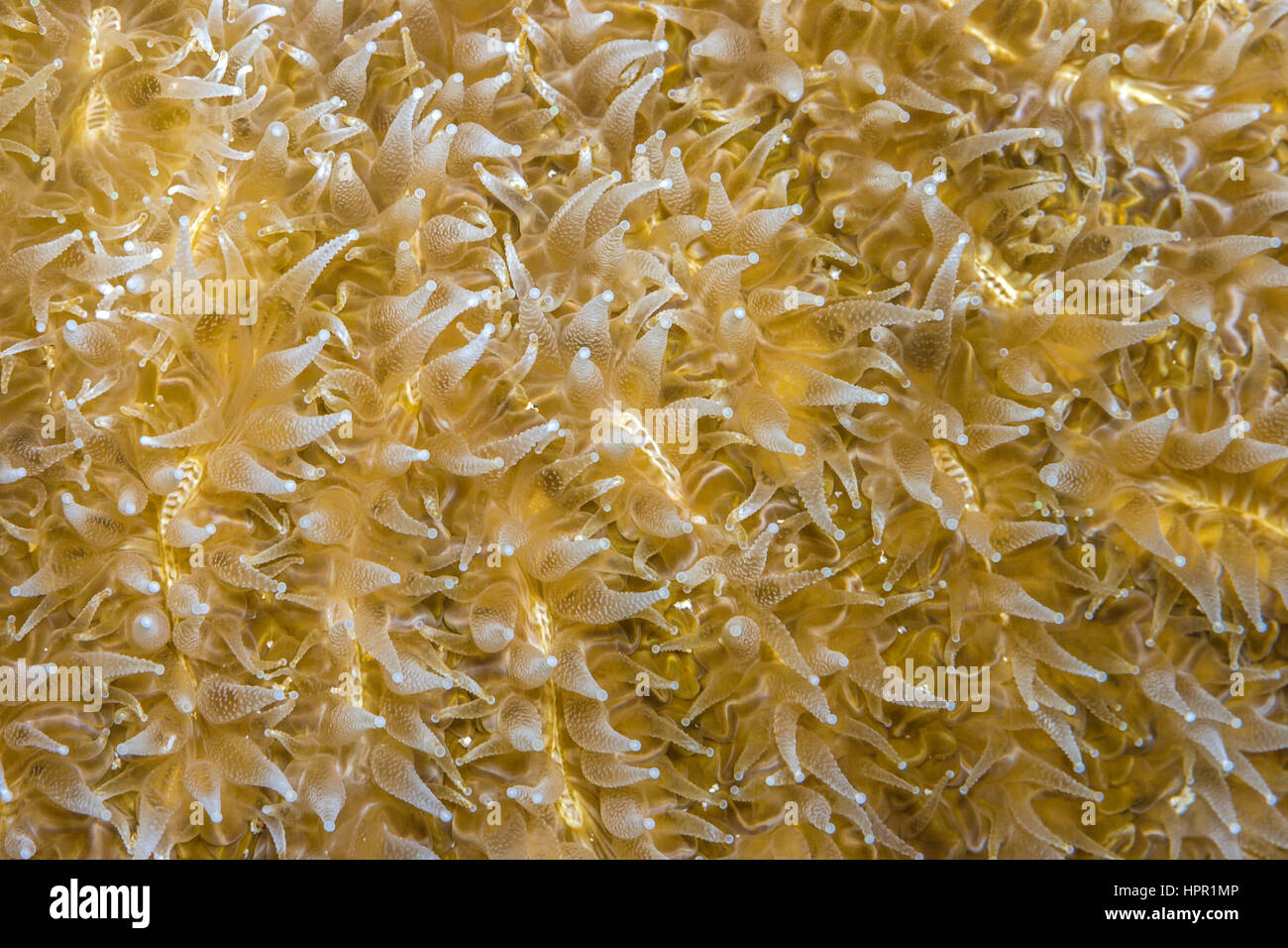 Pillar coral,Dendrogyra cylindricus is a hard coral order Scleractinia ...