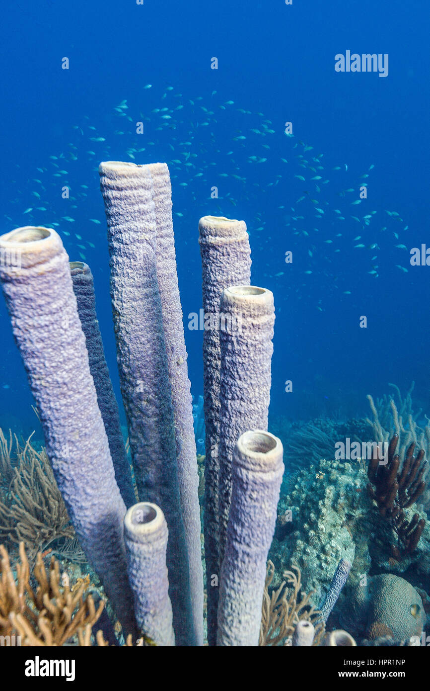 Aplysina archeri,stove-pipe sponge is a species of tube sponge on coral ...