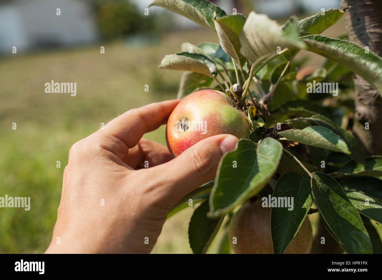 Hand picking apples from apple tree branch 02 Stock Photo - Alamy
