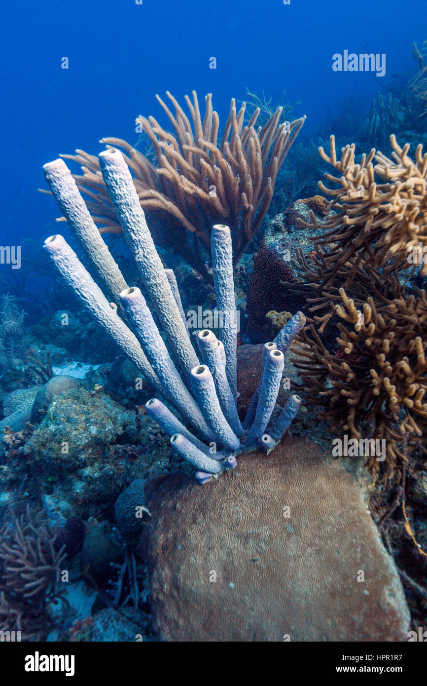 Aplysina archeri,stove-pipe sponge is a species of tube sponge on coral ...