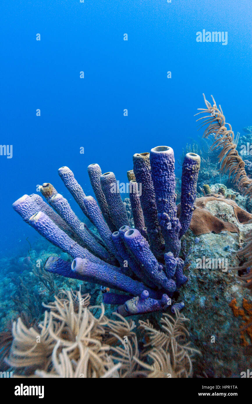 Aplysina archeri,stove-pipe sponge is a species of tube sponge on coral ...