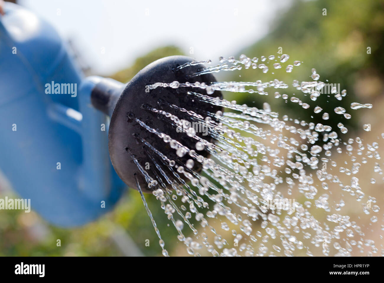 hand watering a plant with watering can Stock Photo - Alamy