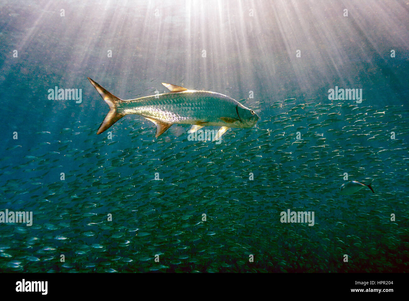 Atlantic tarpon,Megalops atlanticus, inhabits coastal waters, estuaries ...