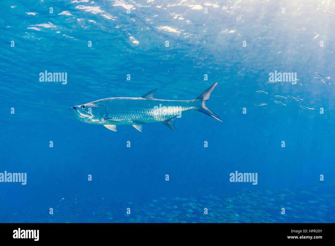 Atlantic tarpon,Megalops atlanticus, inhabits coastal waters, estuaries ...