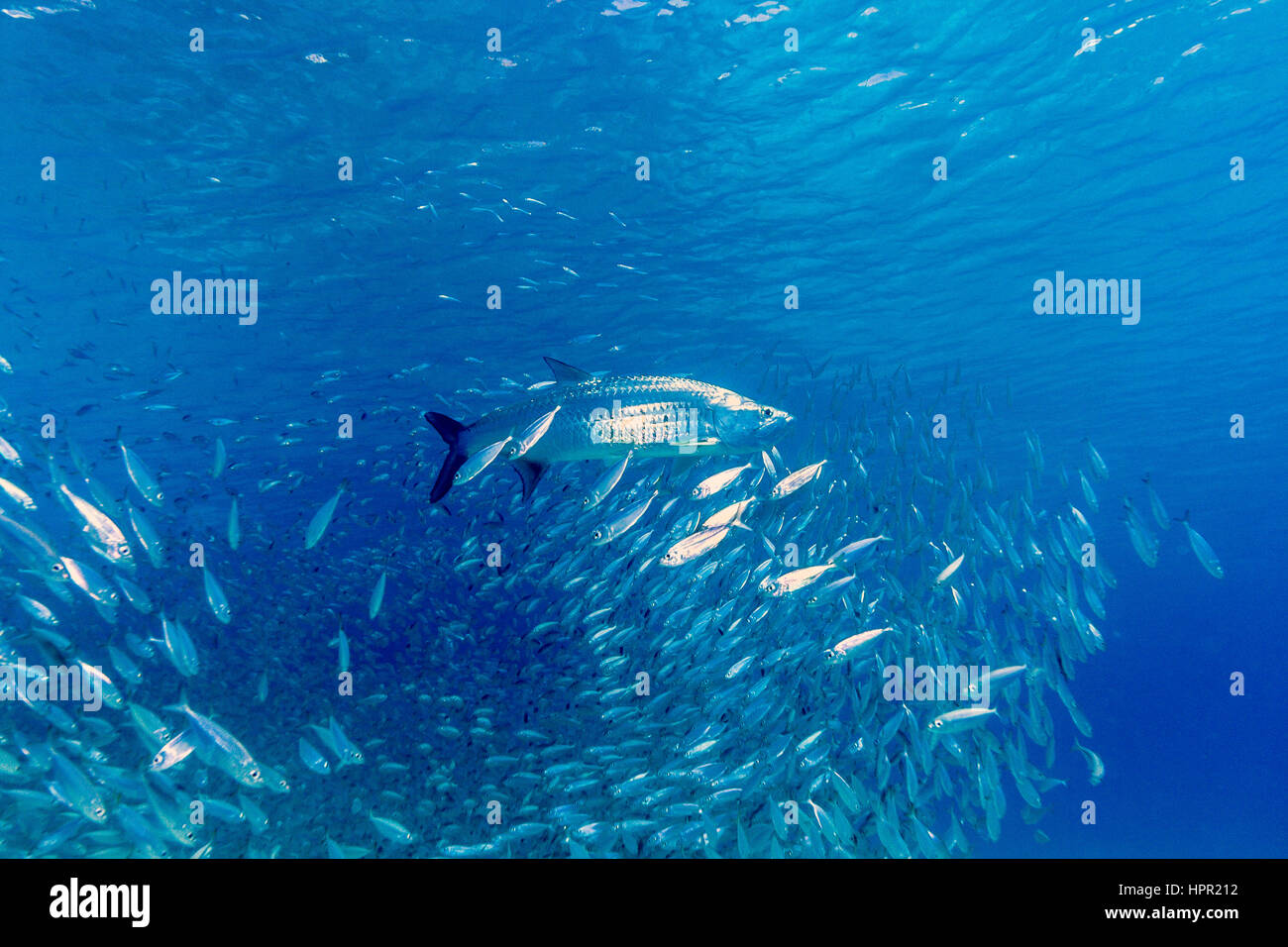 Atlantic tarpon,Megalops atlanticus, inhabits coastal waters, estuaries ...