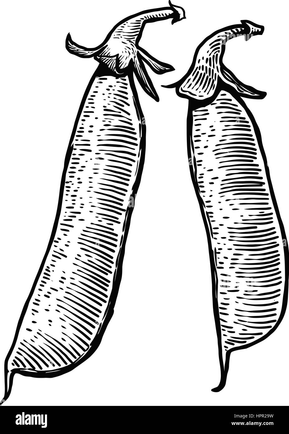 Pea plant drawing hi-res stock photography and images - Alamy